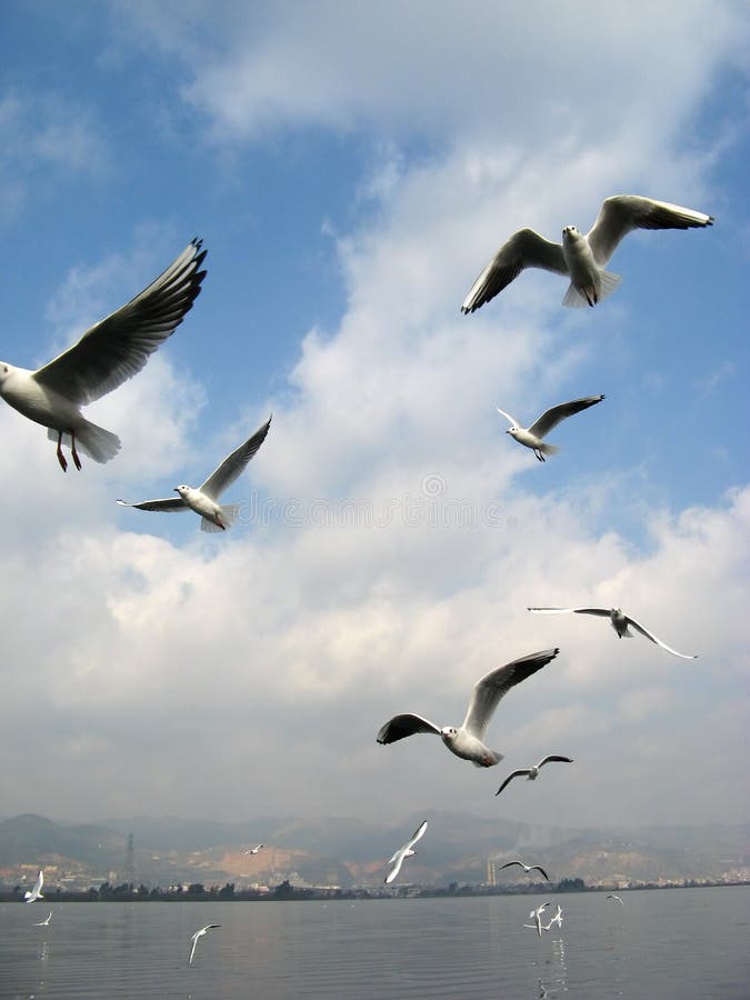 Bird flight stock photo. Image of pond, environment, detail - 4075456