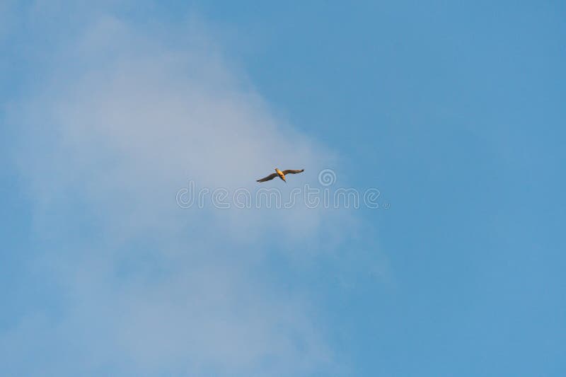 A Bird in Flight Against a Bright Blue Sky, Symbolizing Freedom ...