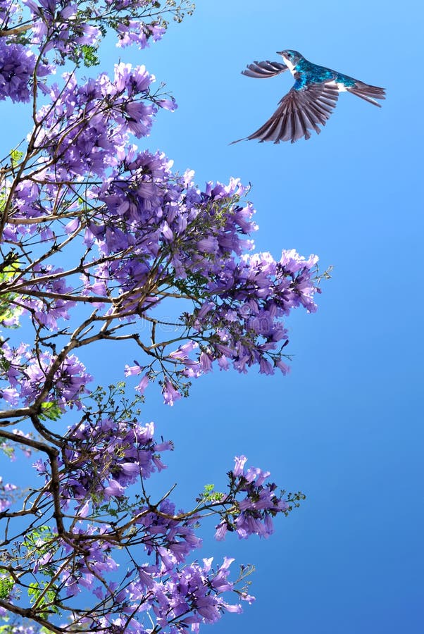Bird in Flight Against Bright Spring Background Stock Image - Image of ...