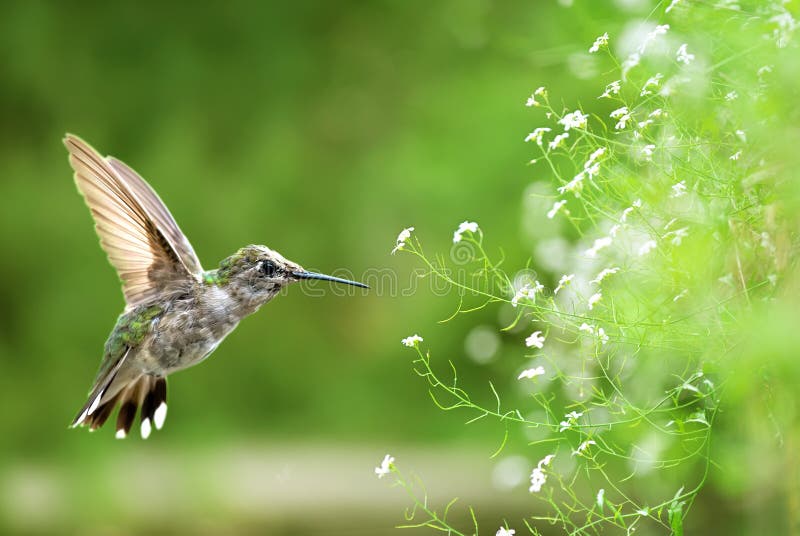 Bird in Flight Against Bright Spring Background Stock Image - Image of ...