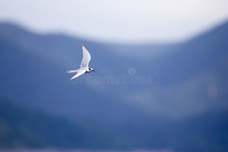 Bird in Flight - Back-naped Tern Stock Photo - Image of flying, tern ...