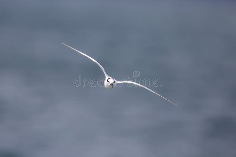 Bird in Flight - Back-naped Tern Stock Image - Image of flight, blurred ...