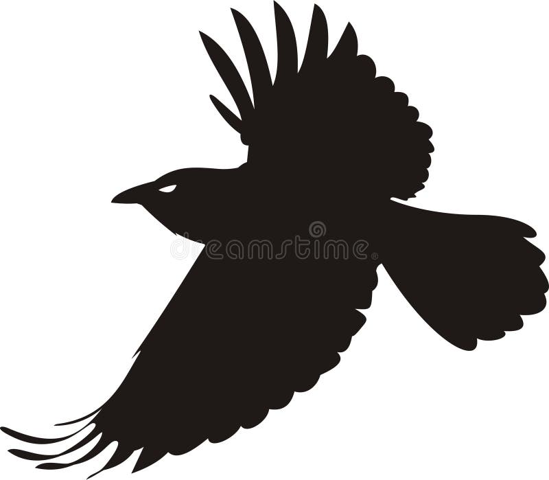 Crow in flight stock vector. Illustration of drawn, vector - 50251785