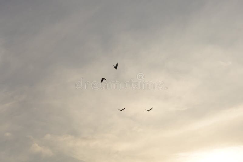 Bird flight on bright sky stock photo. Image of bright - 261296404