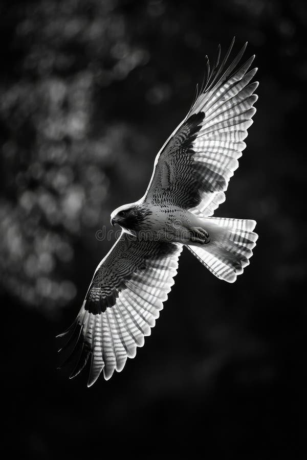 Bird in Flight BW stock image. Image of outdoors, wings - 374309129