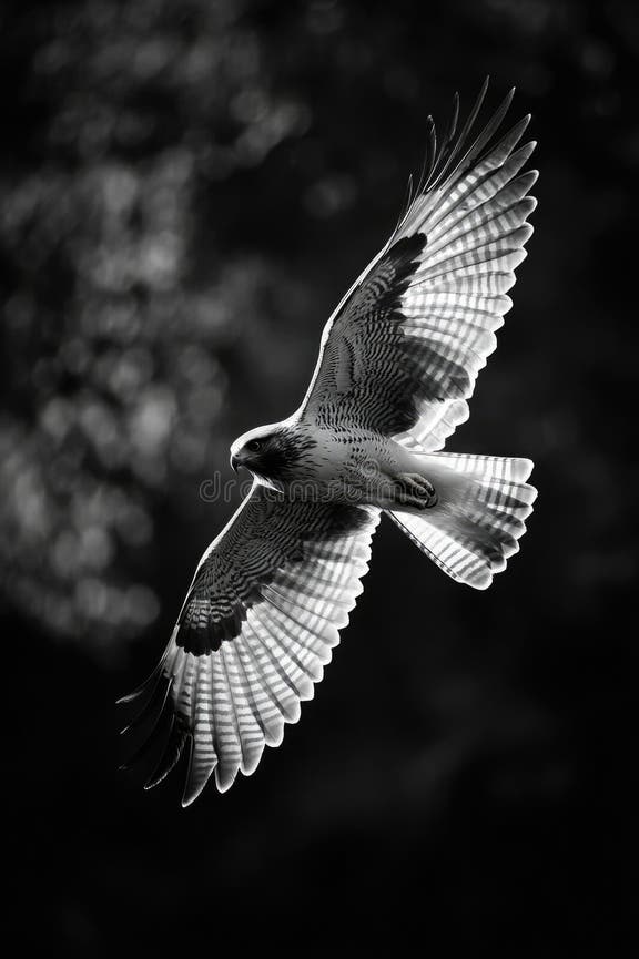 Bird in Flight BW stock image. Image of outdoors, wings - 374309129