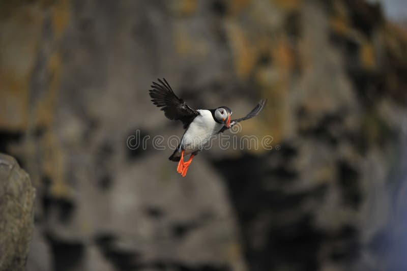 Bird in flight deadlock stock photo. Image of iceland - 52745086