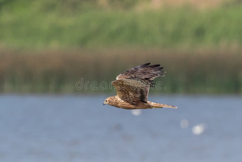 Bird in Flight - Eastern Marsh Harrier Circus Spilonotus Stock Image ...