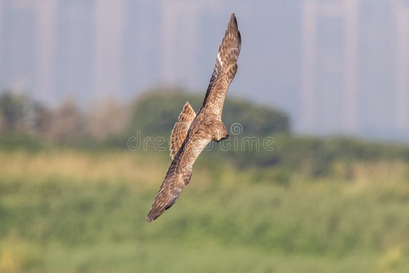 Bird in Flight - Eastern Marsh Harrier Circus Spilonotus Stock Image ...