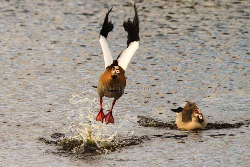 Bird in flight stock photo. Image of bird, egyptian, adapted - 76723586