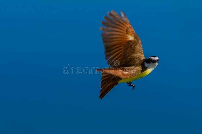 Bird in Flight, Great Kiskadee Stock Photo - Image of panama, yellow ...