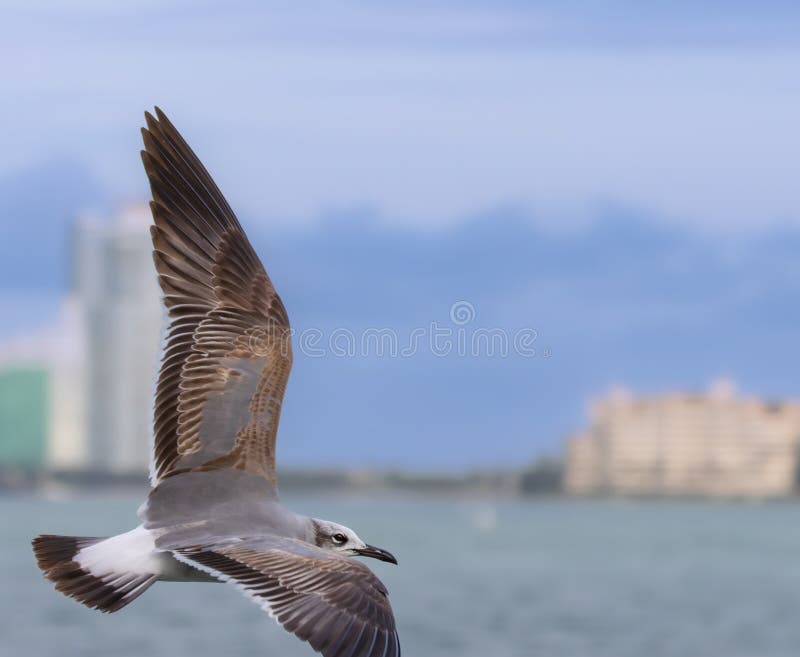 Bird in Flight on the Miami Bay. Stock Photo - Image of duck, shorebird ...