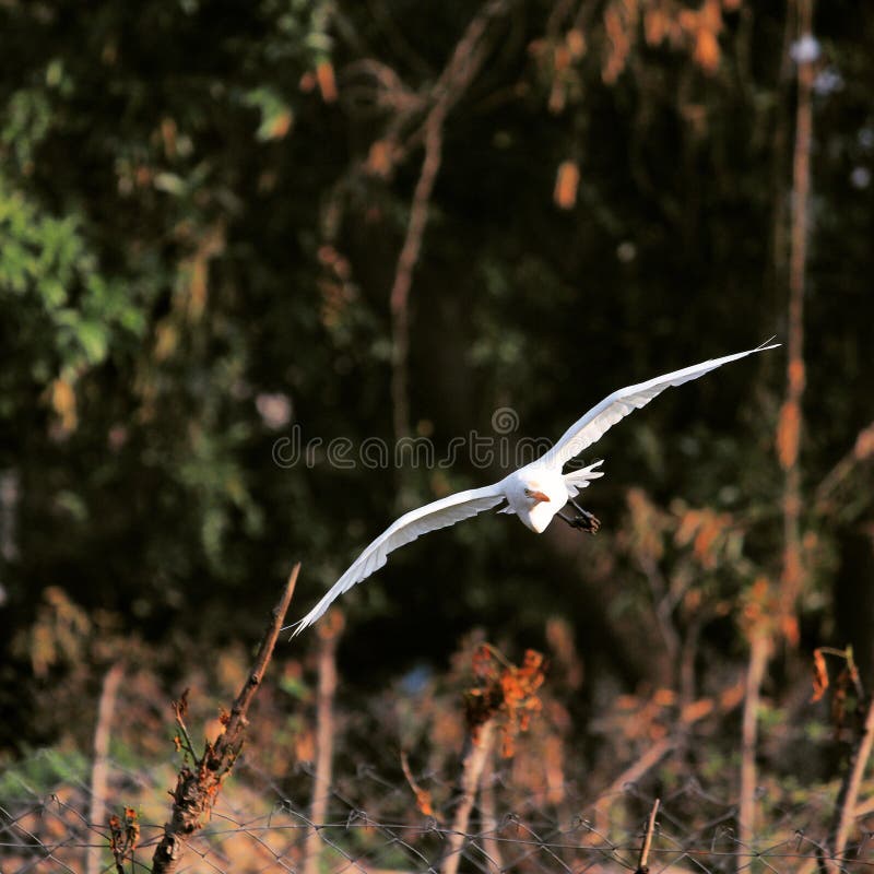 Bird Flight mode stock image. Image of mode, bird, birds - 102741251