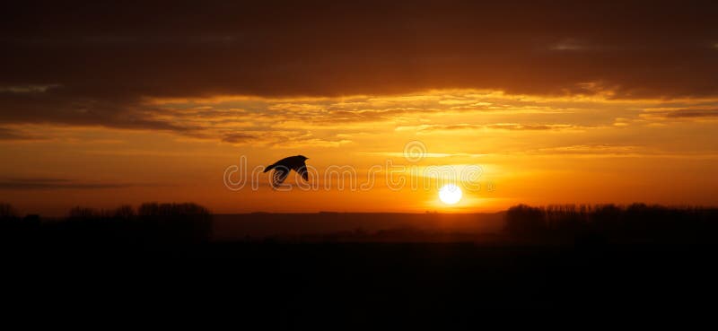 Crow in flight stock photo. Image of isolated, flight - 31049828