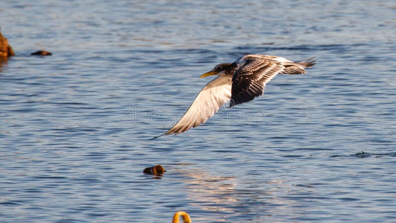 Bird in flight stock photo. Image of bird, ocean, swift - 76725198