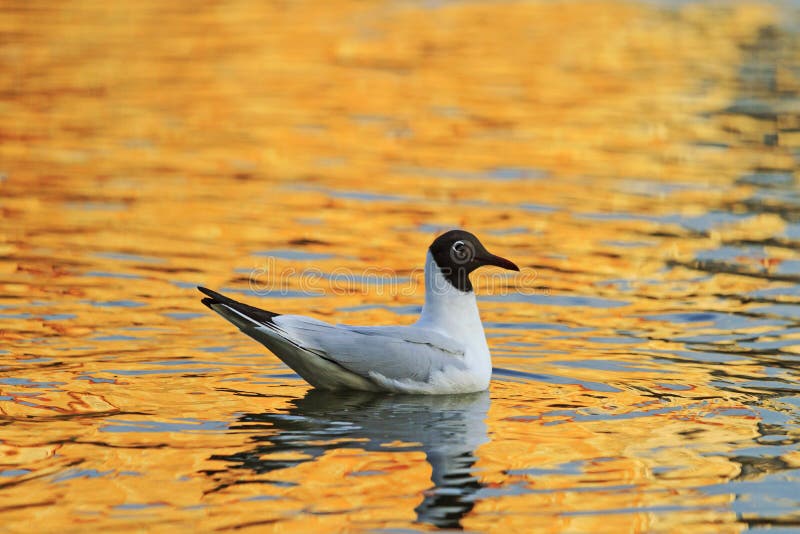 Bird Floating in Water Orange Stock Image - Image of flying, freedom ...