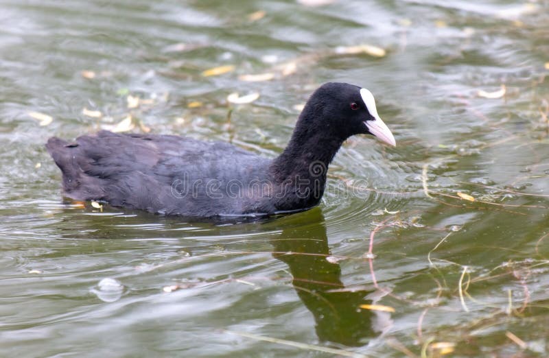 A Bird Floats on the Water in the River Stock Photo - Image of pond ...
