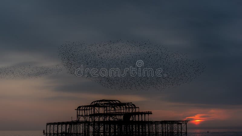 Bird Flock Over Brighton West Pier at Sunset Stock Photo - Image of ...