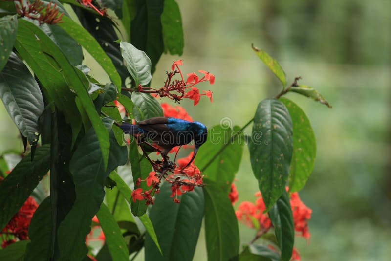 Bird on a flower. stock photo. Image of nature, green - 209072924