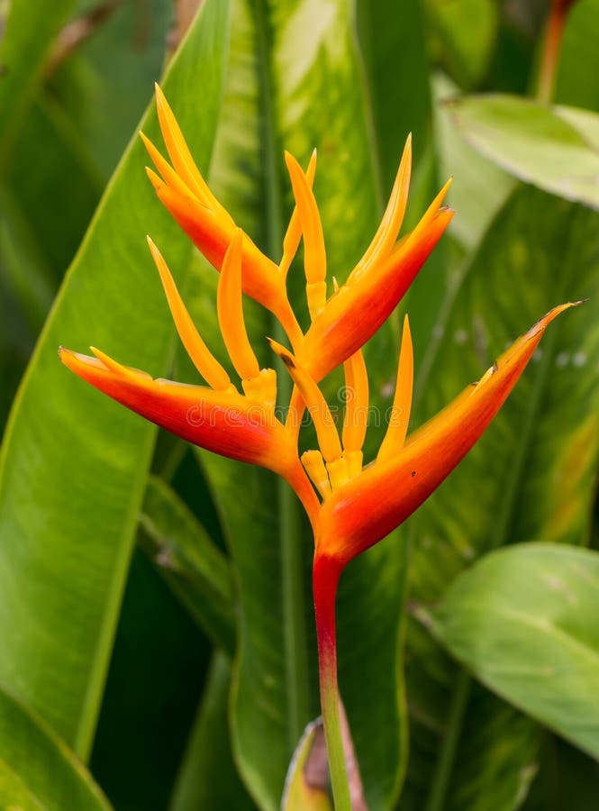 Bird flower stock image. Image of asia, culture, foliage - 59176259