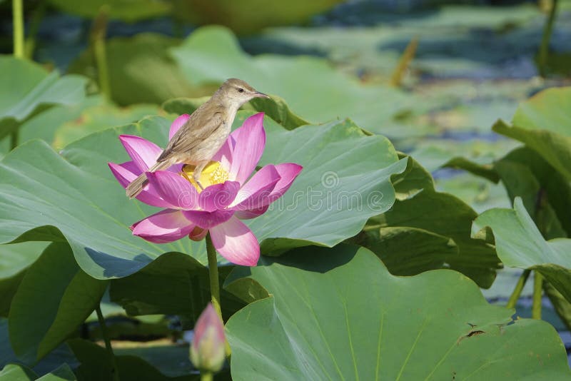 Bird and flower stock photo. Image of bird, lotus, acrocephalus - 95113334