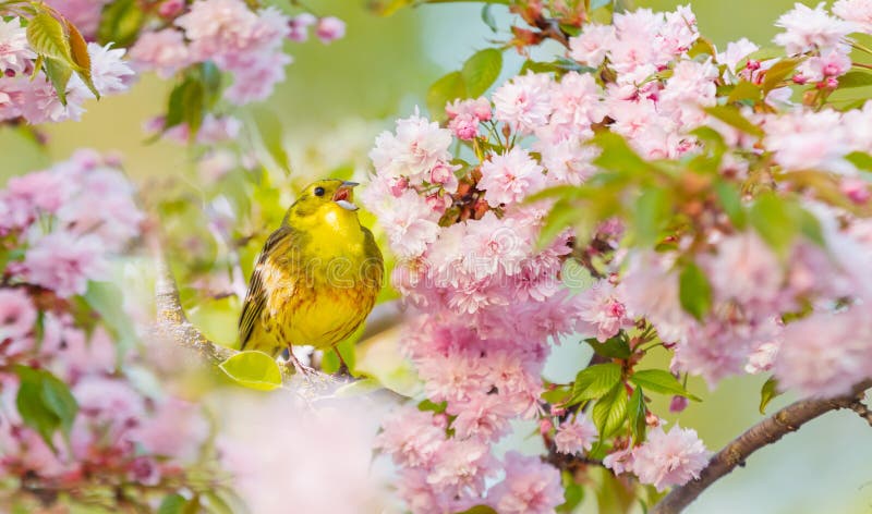 Bird among a Flowering Tree Sings a Spring Song Stock Photo - Image of ...