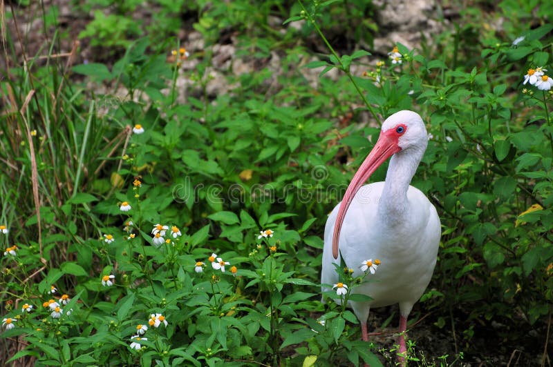 Closeup of an Ibis stock image. Image of everglades, closeup - 20929047