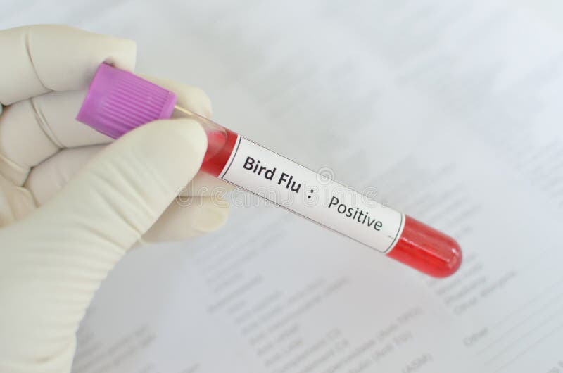 Bird Flu positive stock image. Image of medical, experiment - 54239031