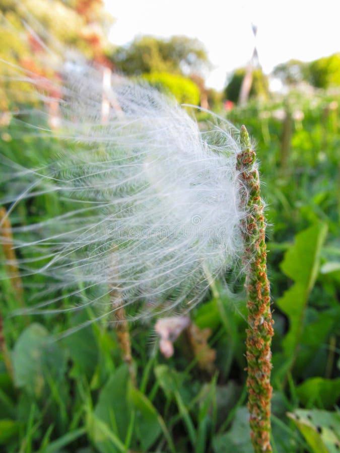 Bird Fluff on a Plantain Sprout Stock Image - Image of fluff, feather ...