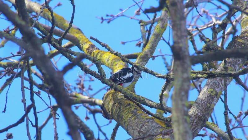 Bird Fly Away from Tree. Great Spotted Woodpecker on Tree Branch Stock ...