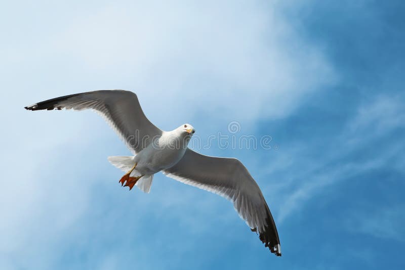 Bird fly in the clouds stock image. Image of largewinged - 141351461