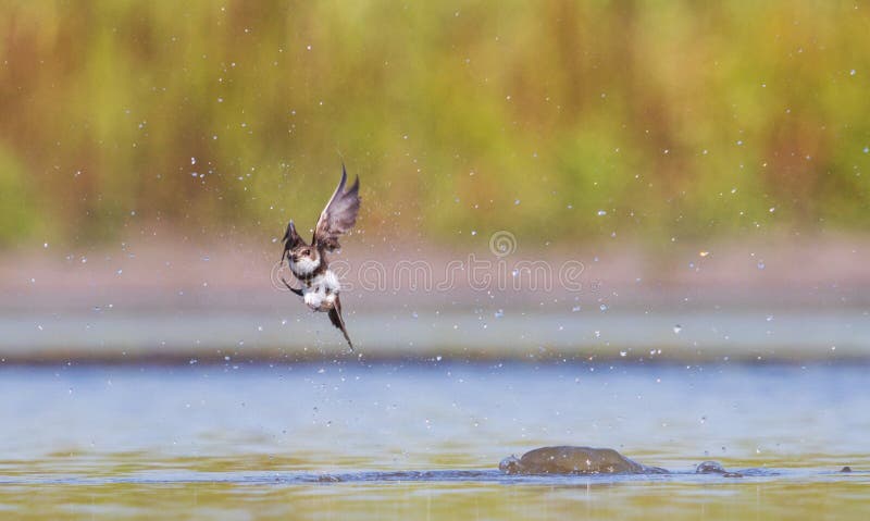 Bird on the Fly Delves into the Water Stock Image - Image of feathers ...