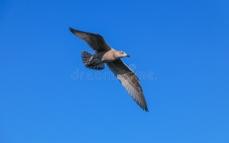 Bird fly stock photo. Image of boat, close, closeup, flight - 83749512