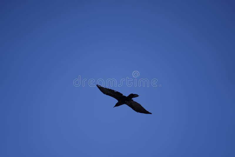 Bird Fly and Looking for Some Food Stock Photo - Image of aviation ...