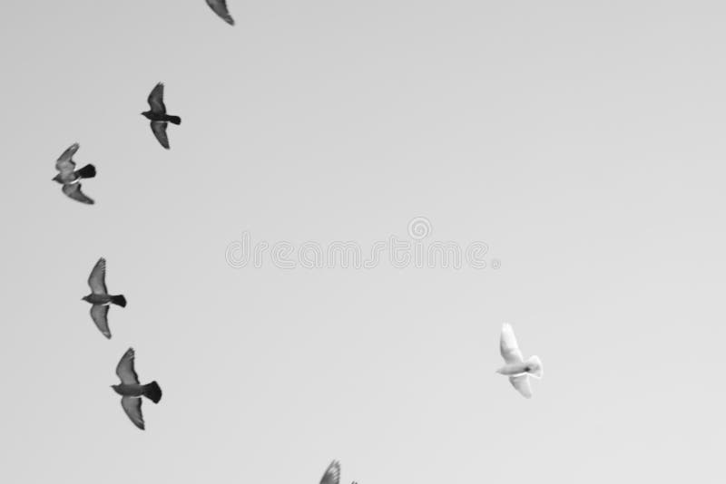 Bird Fly in the Sky. Bw Photo. Copy Space. Stock Image - Image of ...