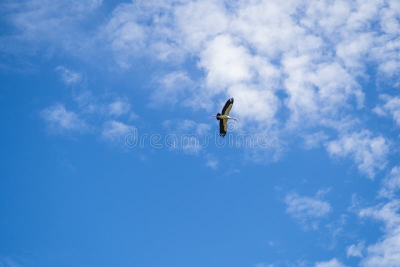 Bird Fly in the Sky on a Cloudy Day. Stock Photo - Image of wings, blue ...