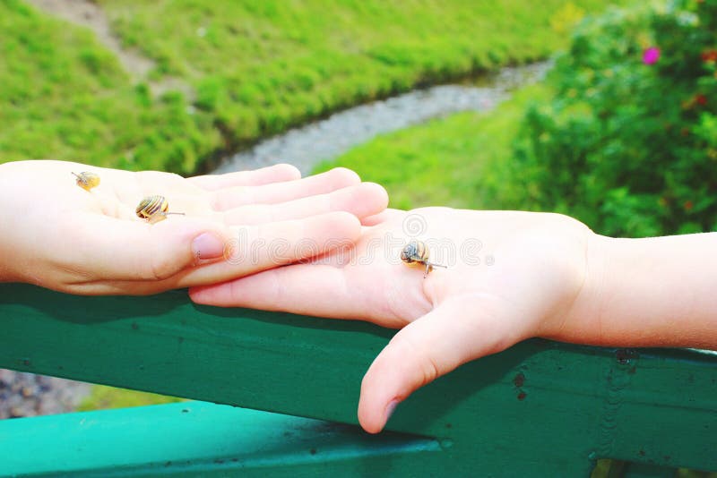 Bird fly Sommerlook stock photo. Image of backyard, wildlife - 265364386