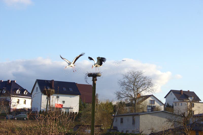 Bird fly Sommerlook stock photo. Image of backyard, wildlife - 265364386