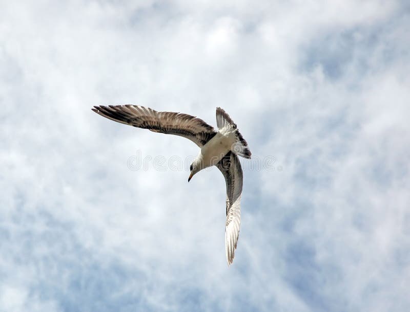 A Bird Flying stock image. Image of accomplishment, flying - 4503