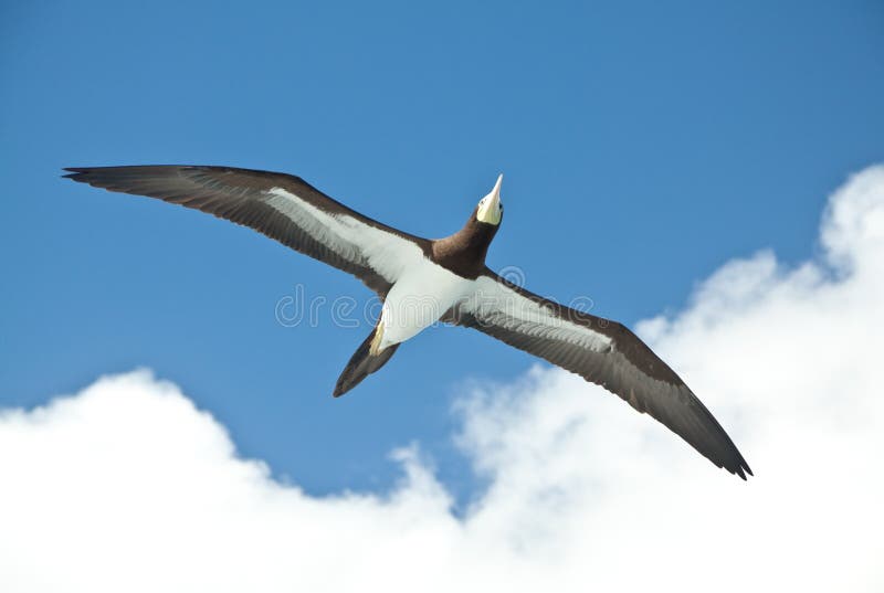 Bird flying stock photo. Image of wildlife, spread, bird - 20373066