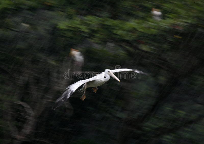 Bird flying stock image. Image of stork, feathers, horizontal - 2142943