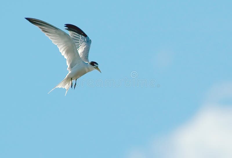 Bird flying stock photo. Image of blue, wildlife, nature - 633644