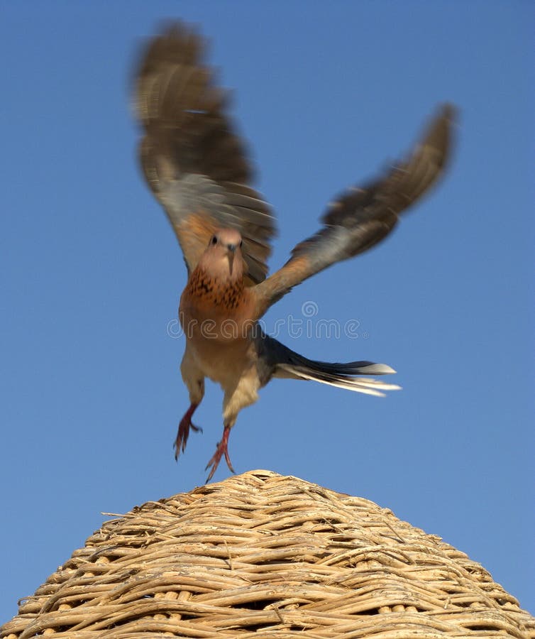 Bird flying stock photo. Image of tranquil, purity, flying - 6409770
