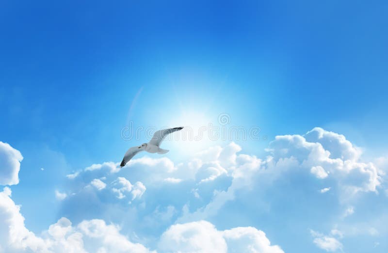 Bird Flying above clouds stock photo. Image of fluffy - 23329394