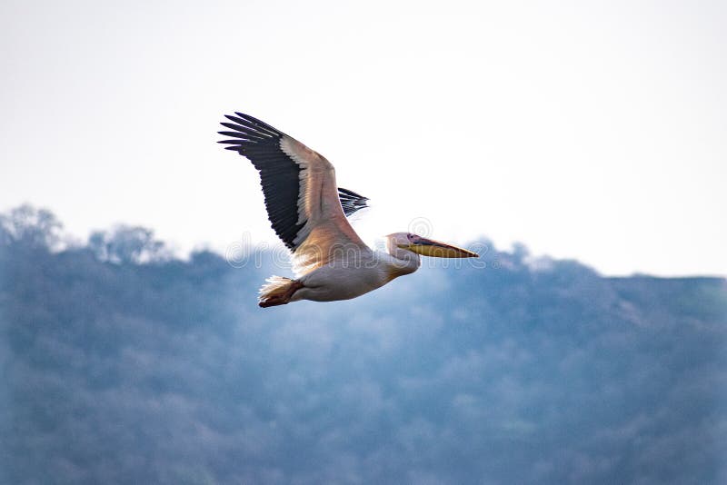 Bird flying stock photo. Image of snowcapped, white - 255160824