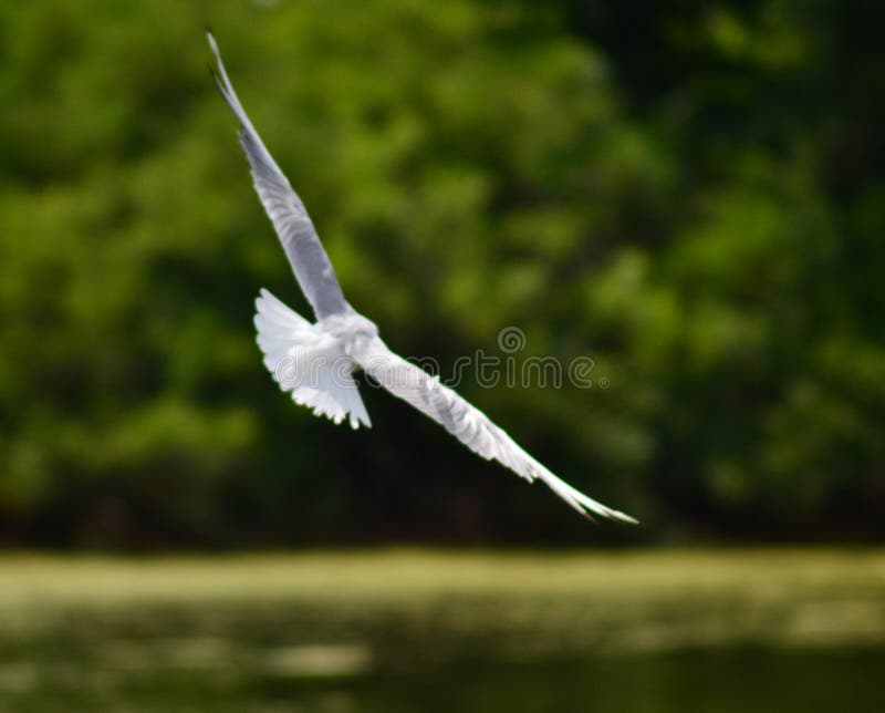Bird Above The Wailing Wall Stock Image - Image of angle, jerualem ...