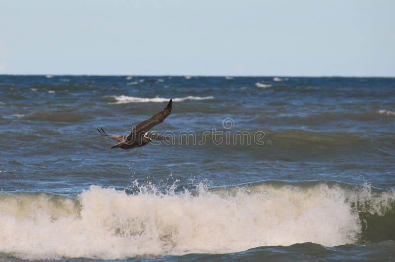 Bird Flying Above Wave stock image. Image of horizon - 75205541