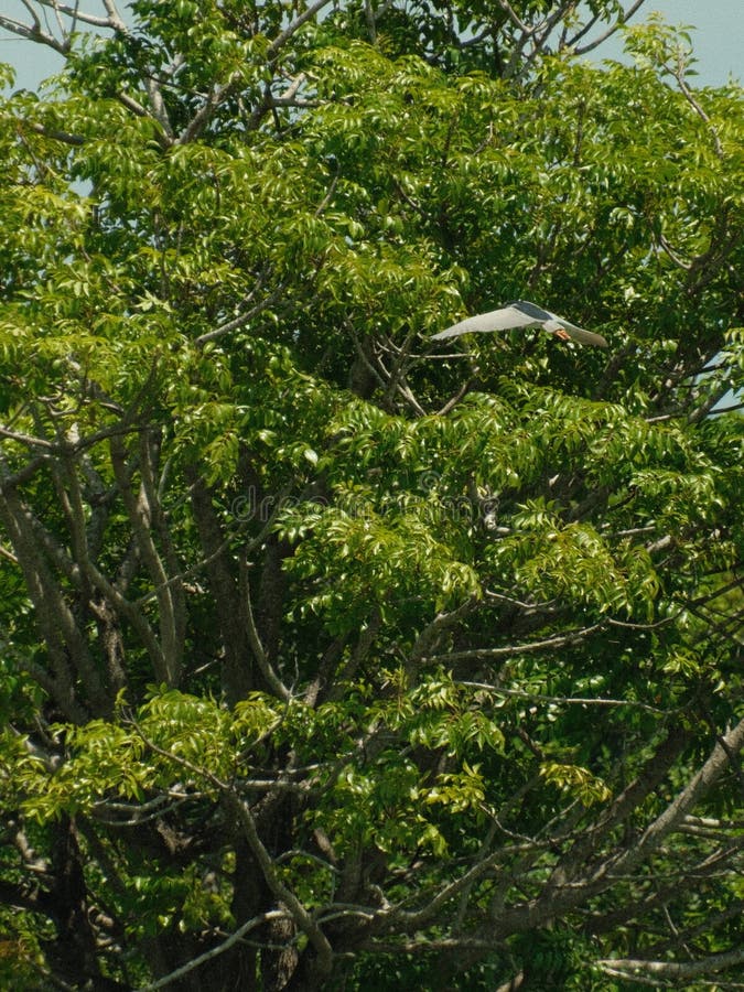 A Bird is Flying in the Air Above a Tree Stock Photo - Image of ...