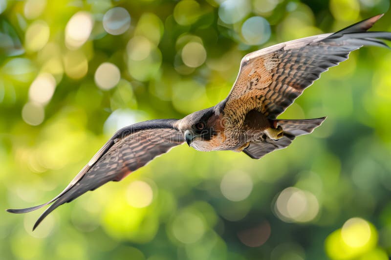Bird is Flying in the Air with Its Wings Spread Out Stock Image - Image ...