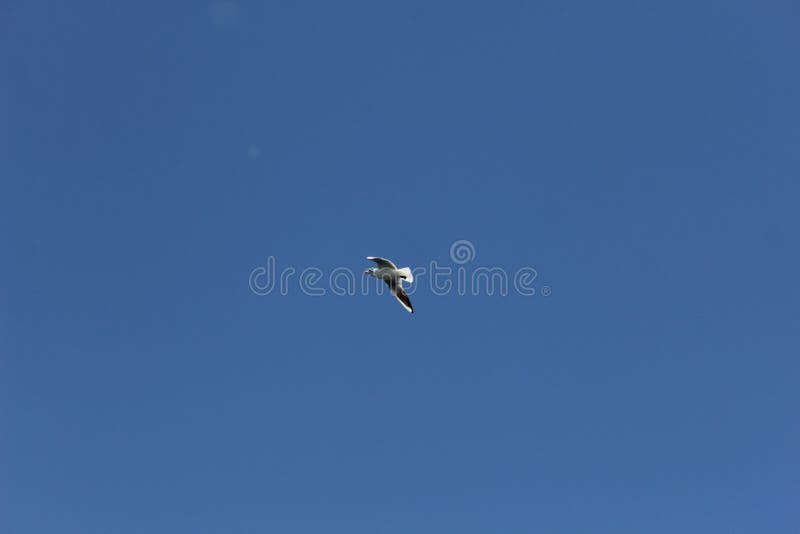 A Bird Flying Alone in the Blue Winter Sky of Aswan Stock Photo - Image ...